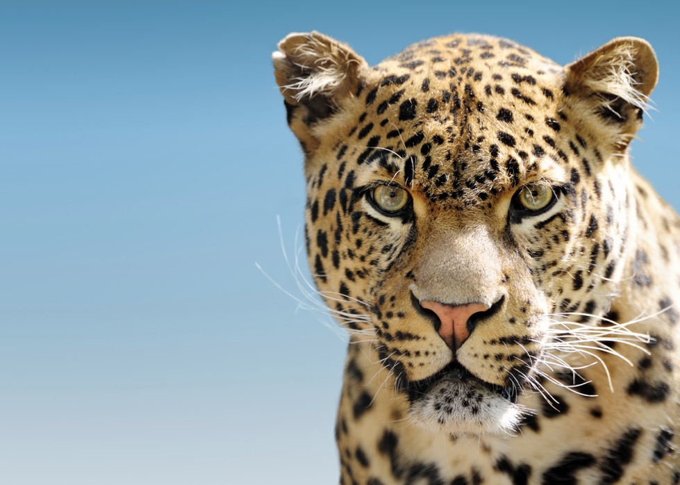 Mediakwest - Mediakwest aime la BIG CAT WEEK de Nat Geo Wild